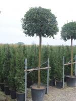 Groenblijvende bomen | Wintergroene bomen | Bladhoudende bomen ...