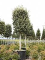 Groenblijvende bomen | Wintergroene bomen | Bladhoudende bomen ...