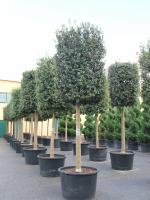 Groenblijvende bomen | Wintergroene bomen | Bladhoudende bomen ...